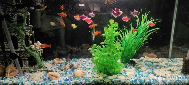 Аквариумные рыбки