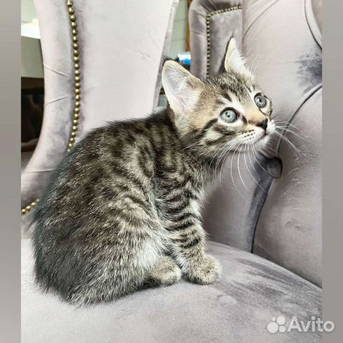 Тигрёнок котёнок, 2 мес в добрые руки