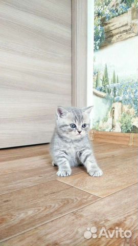 Шотландские котята