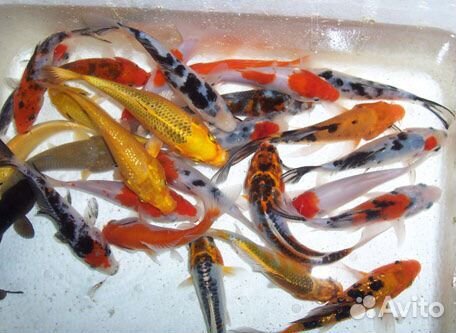 Карпы кои,кометы,фонтаны для пруда,растения