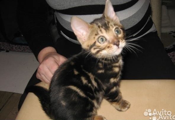 Мурчащие тигрятки