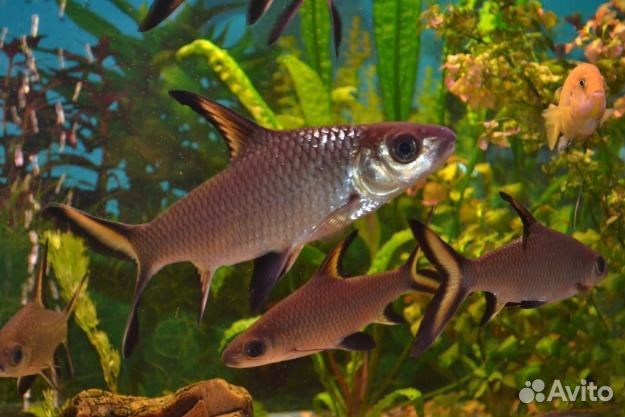 Рыбки барбус акулий