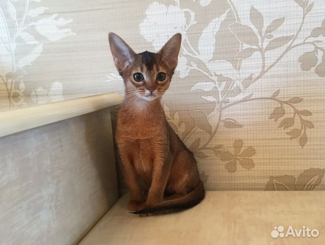 Абиссиночка Арина