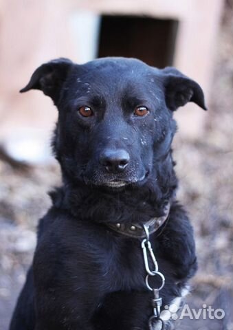 Отличный сторож Жук