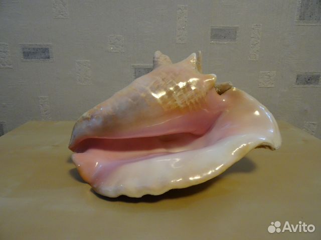 Большая Карибская раковина. Доминика