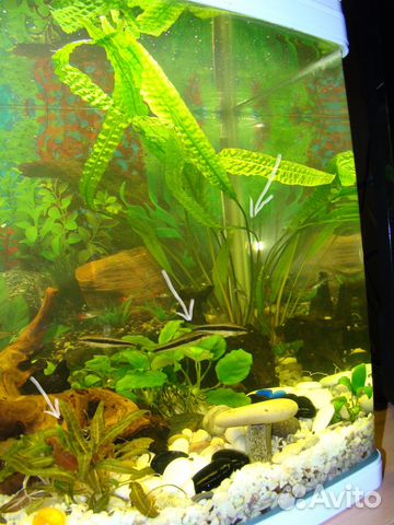 Растения для аквариума