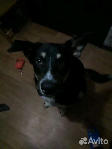 Супер охранник