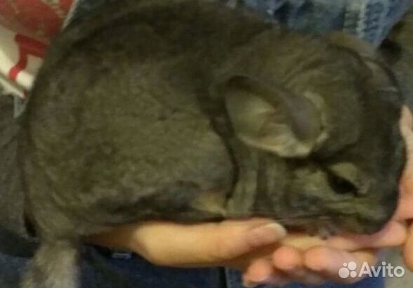 Мальчик шиншиллы