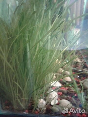 Растения для аквариума