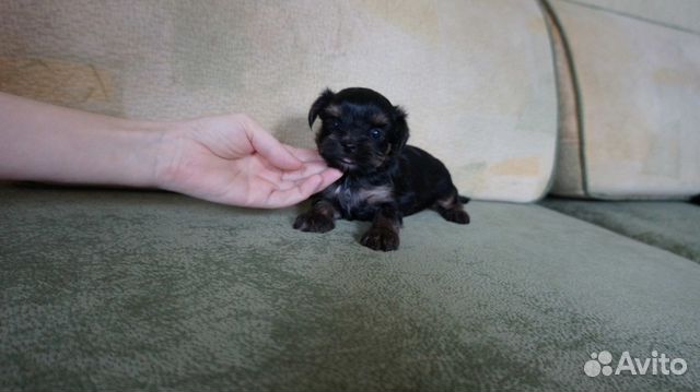 Бивер Йорк мальчик