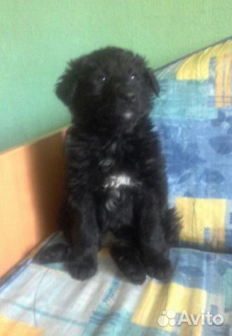 Плюшевые щенки в добрые руки