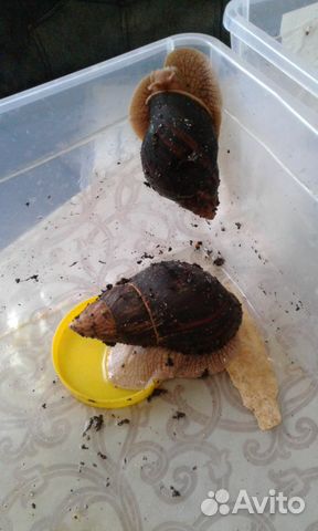 Улитки Ахатины