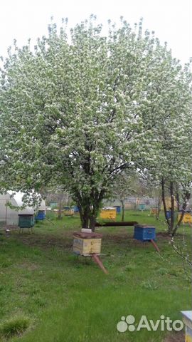 Продам пчёлы с ульями и с домиком