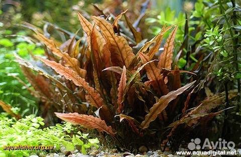 Криптокорина Вендта коричневая