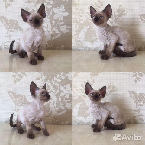 Котик Фристайл