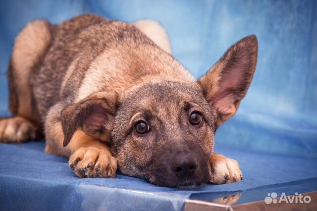 Озорная и активная щенок Ариа 3,5 месяца в дар