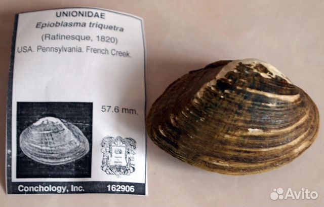Ракушка речная Epioblasma triquerta, США