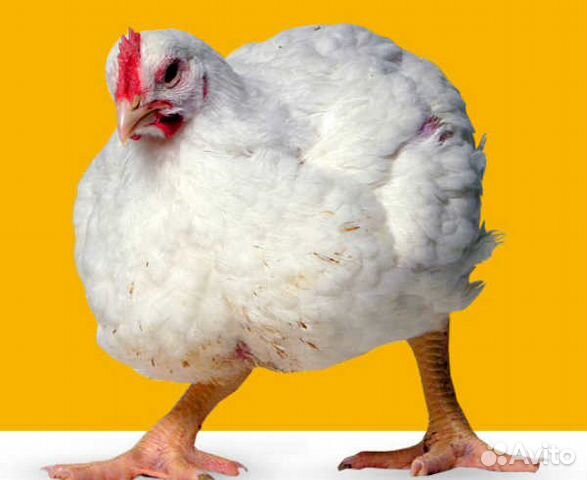 Куры- бройлеры