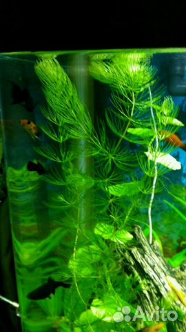 Улитки ампулярии. Роголистник