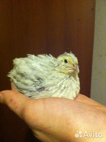 Перепела всех возрастов, 5 пород, инкубационное яй