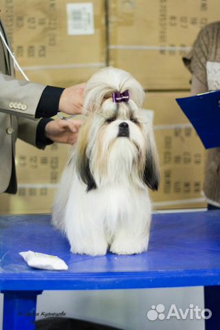 Щенки ши-тцу