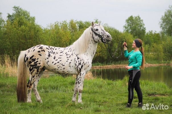 Алтайский жеребец