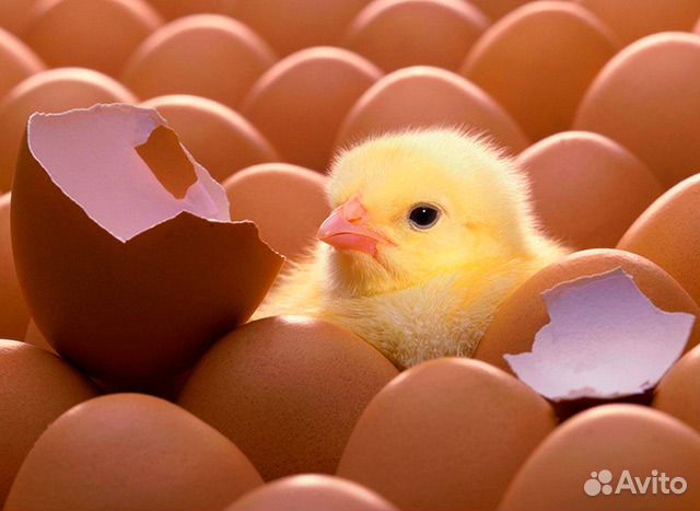 Инкубационное яйцо - бройлер, индюк, гусь, утка