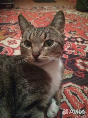 Молодой кот Вася в добрые руки