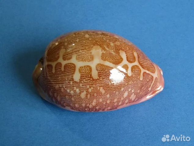 Морская ракушка Cypraea Mappa (Ципрея Маппа) 2 шт