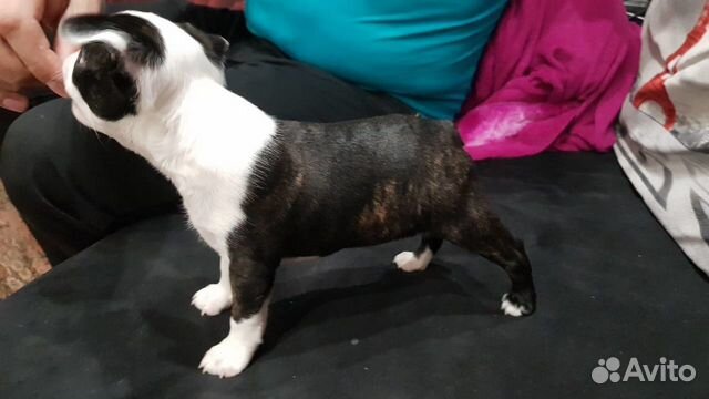 Бостон терьер щенок