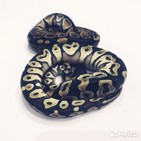 Королевский питон Mojave