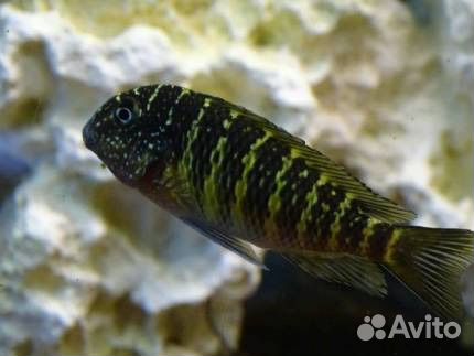 Трофеус Мураго елоу ф1