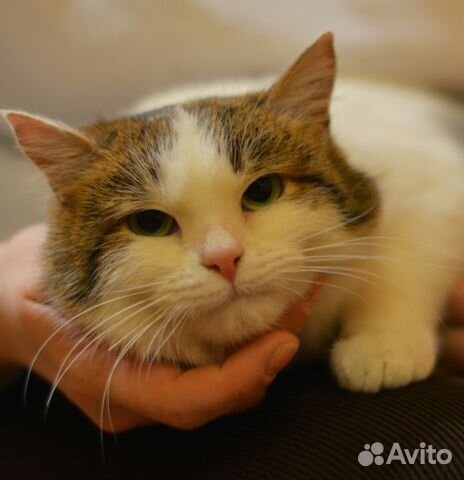 Тихая кошечка Фрося