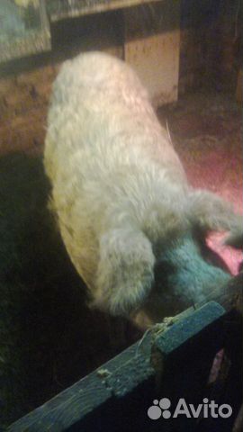 Свиноматка смесь венгерская мангалица и дюрок