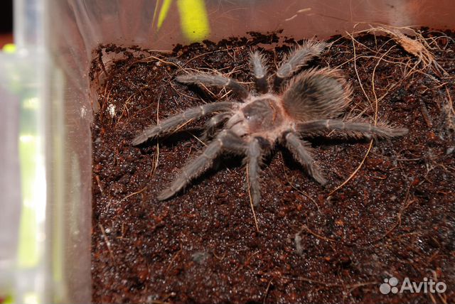 Паук птициед (lasiodora parahybana)