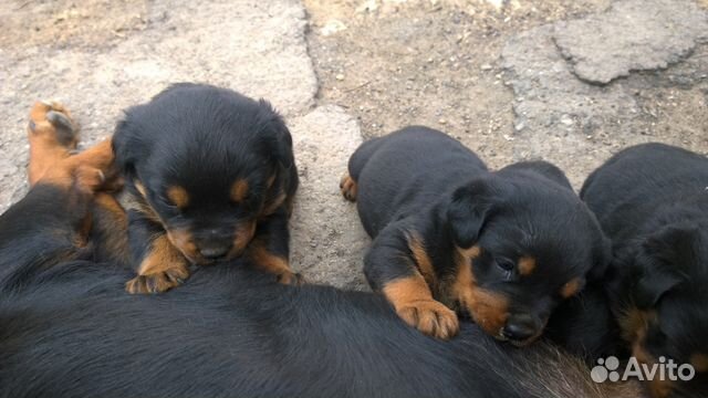 Щенки ротвейлера