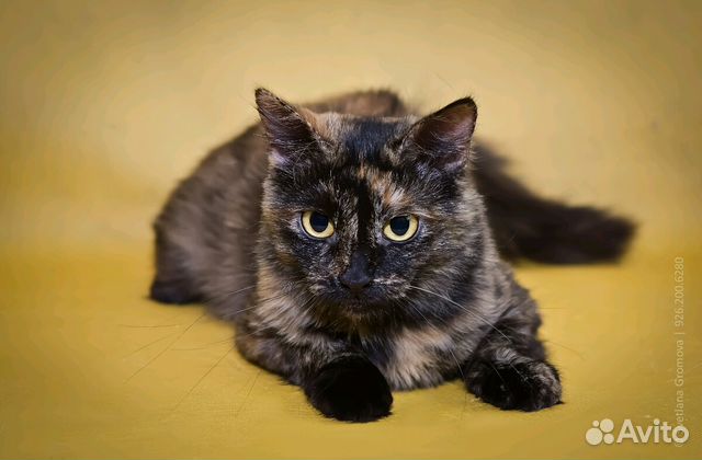 Мраморная кошка в дар 1год стерилизована