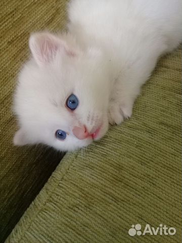 Отдам котят в добрые руки