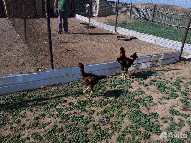 Байцовый петух и курица