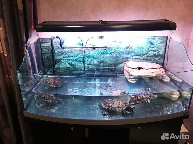 Черепашатник с черепахами