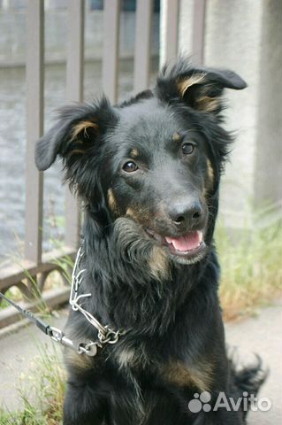 Метис колли и сеттора ищет дом