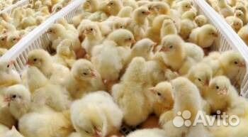 Инкубационное яйцо кобб 500FF(чехия)