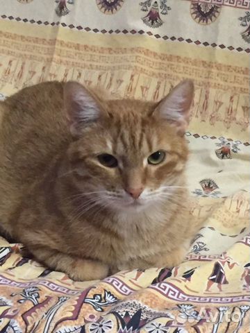 Отдам рыжего котика