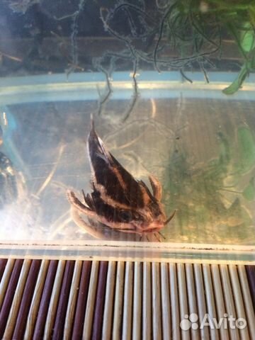 Полосатый сом