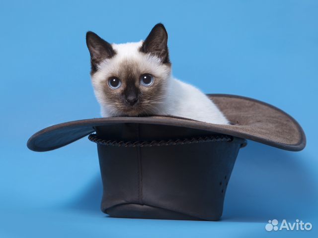 Той боб