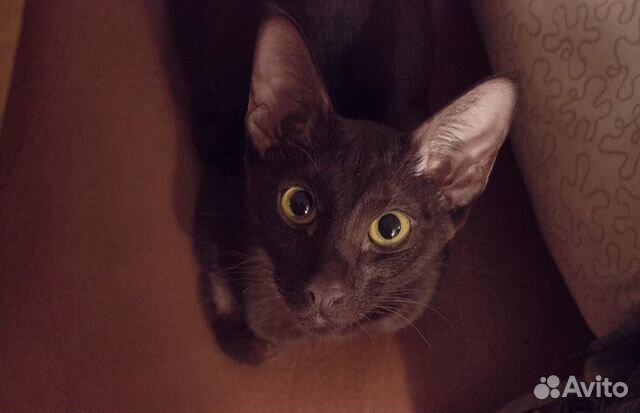 Ориентальные котята