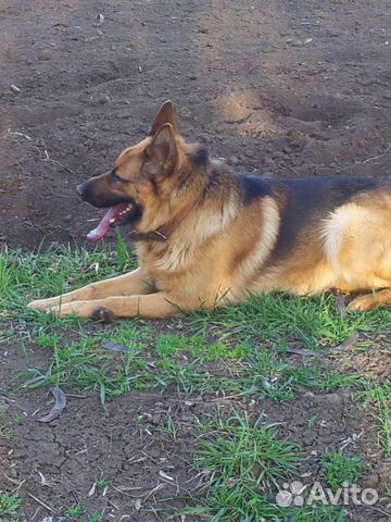 Продам щенка