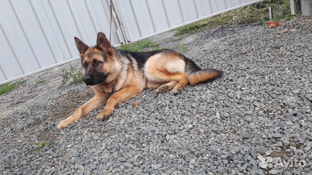 Ищем красивую невесту