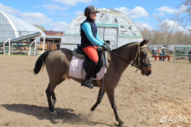 Пони, полу-пони