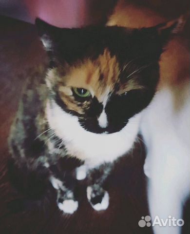 Кошка ищет дом